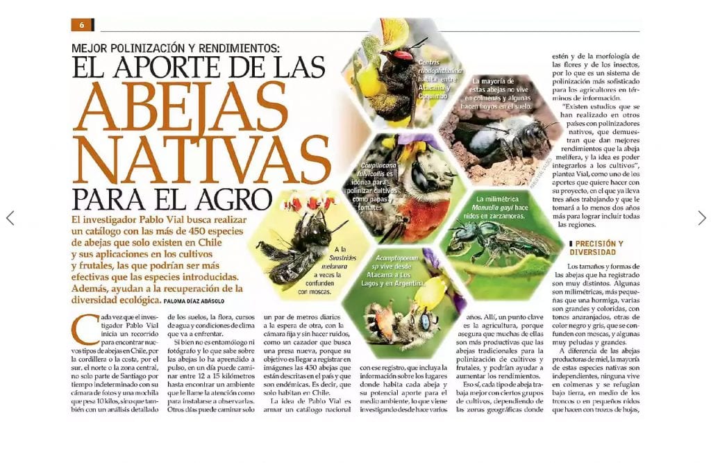 FAQ abejas - Fundación Abejas de Chile