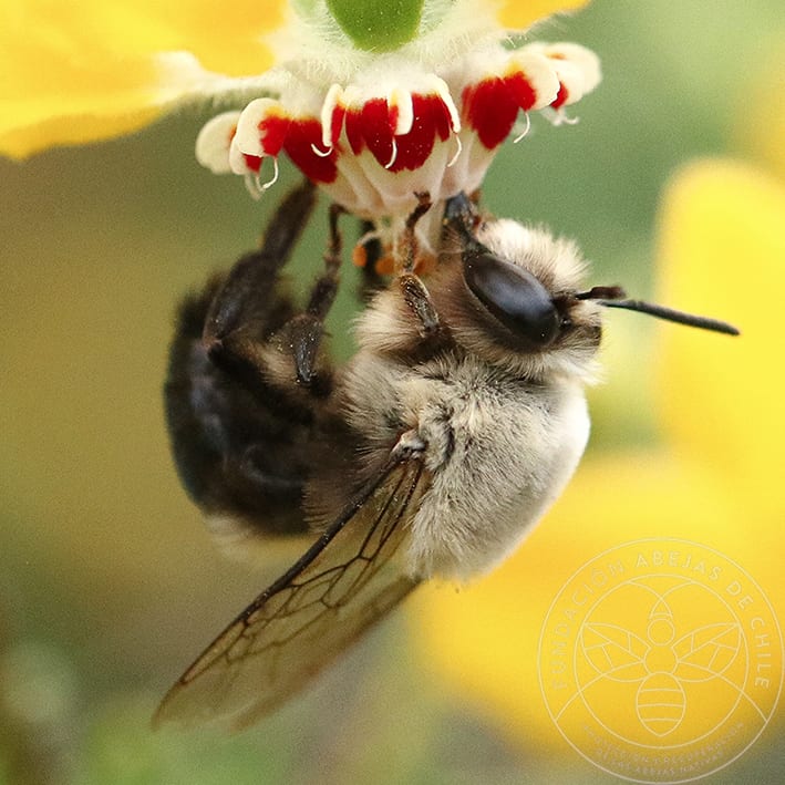Libro digital Abejas nativas de Chile libro digital Abejas nativas ...