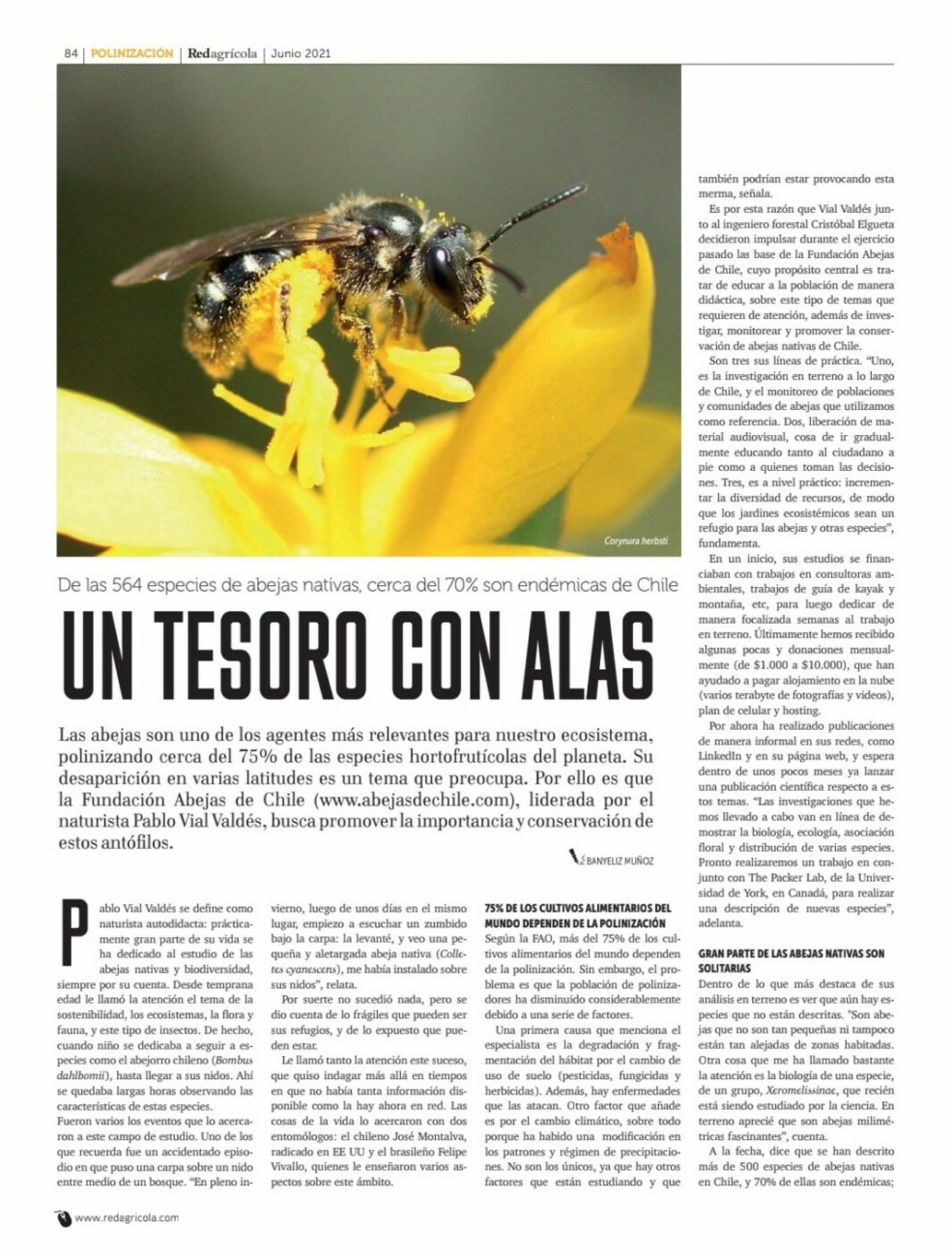 FAQ abejas - Fundación Abejas de Chile