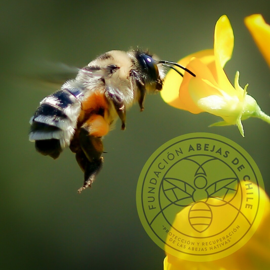 Libro Digital de las Abejas Nativas de Chile Libro Abejas Nativas