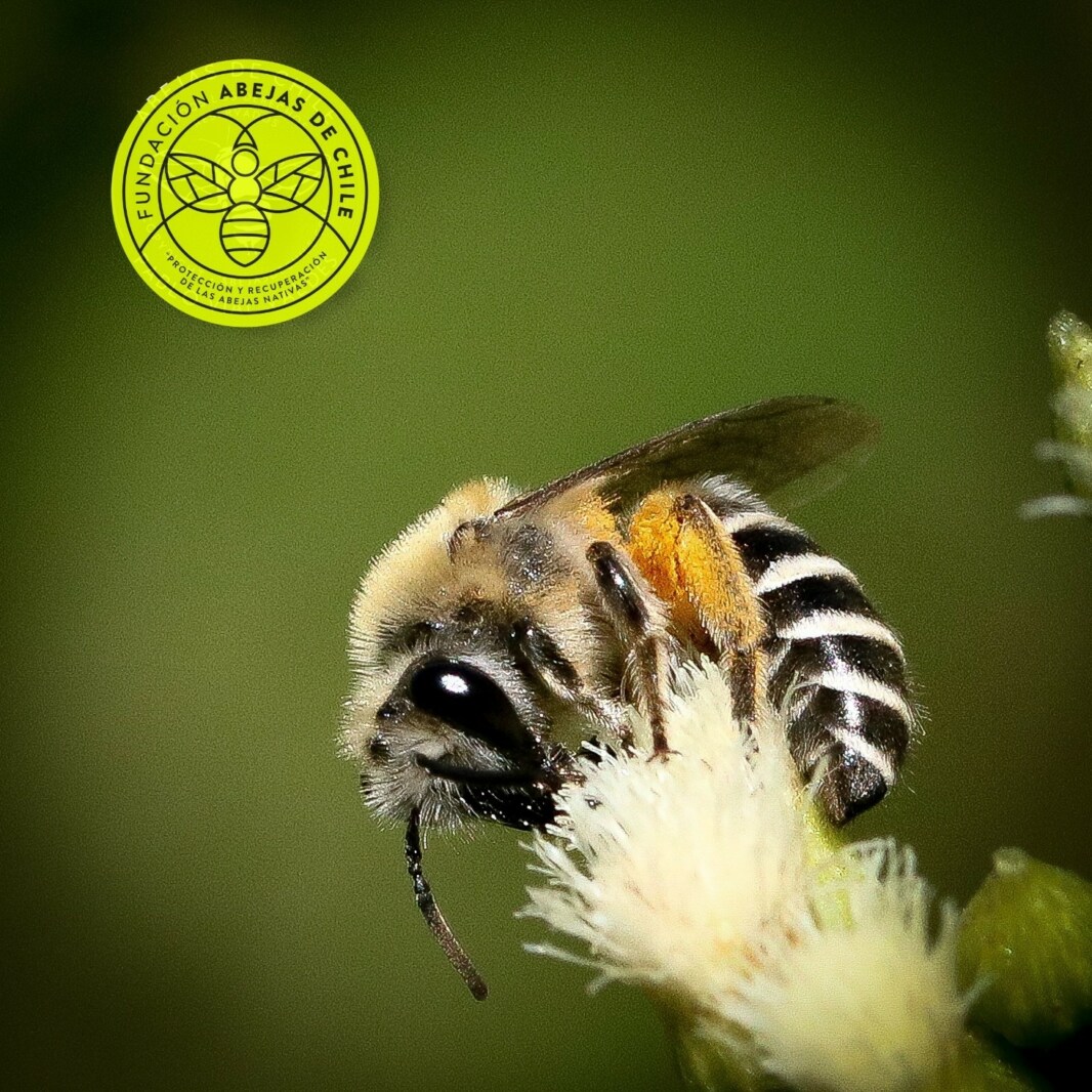 Libro digital Abejas nativas de Chile libro digital Abejas nativas ...