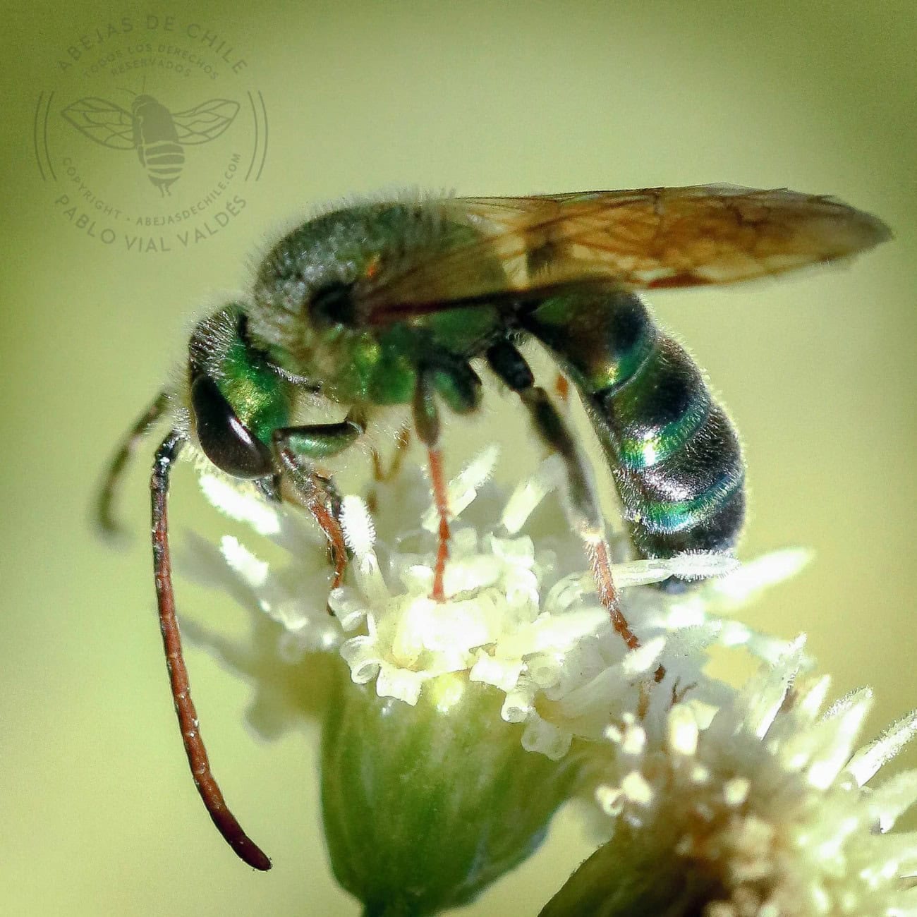 Libro Digital de las Abejas Nativas de Chile Libro Abejas Nativas